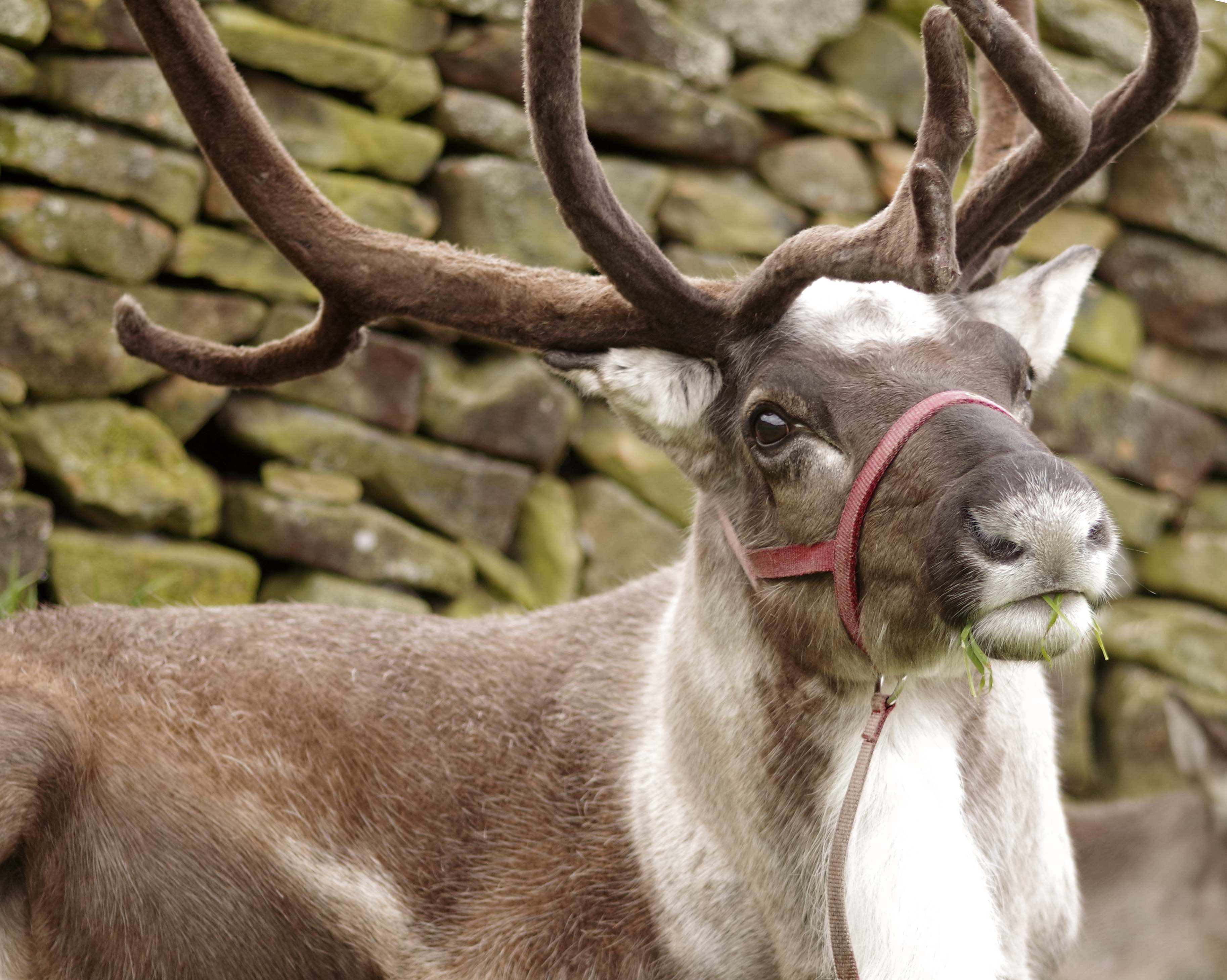 SAA Live – Alison C. Board Workshop – Dancer the Reindeer in Mixed ...