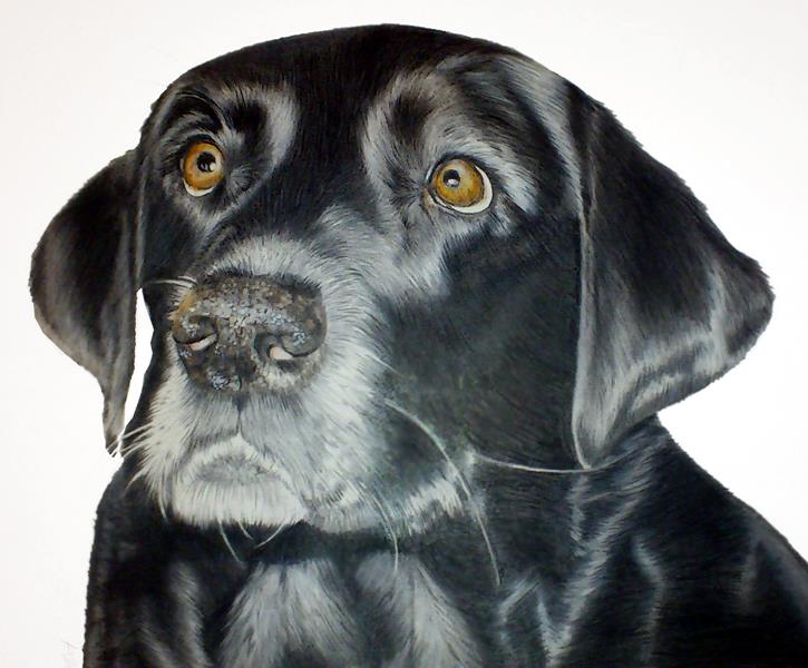 Claire Hamilton – Black Lab - SAA