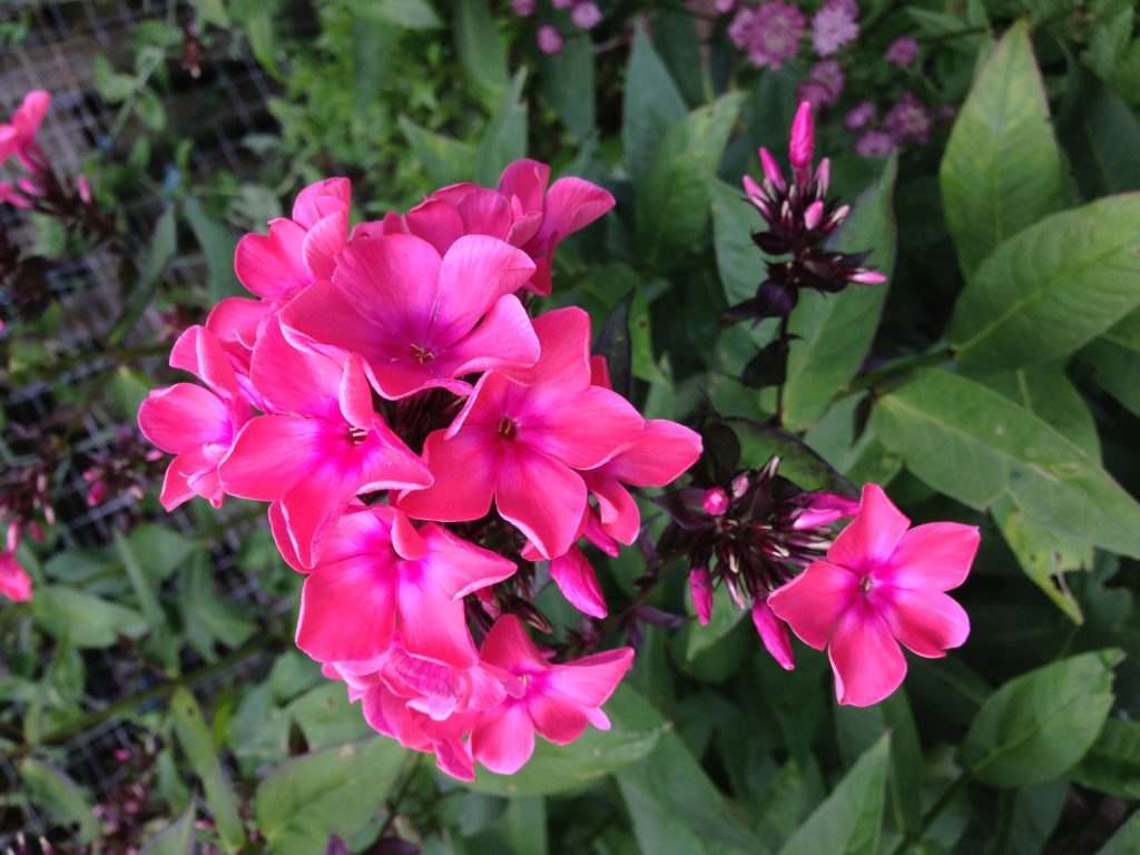 Cerise Pink flowers - SAA