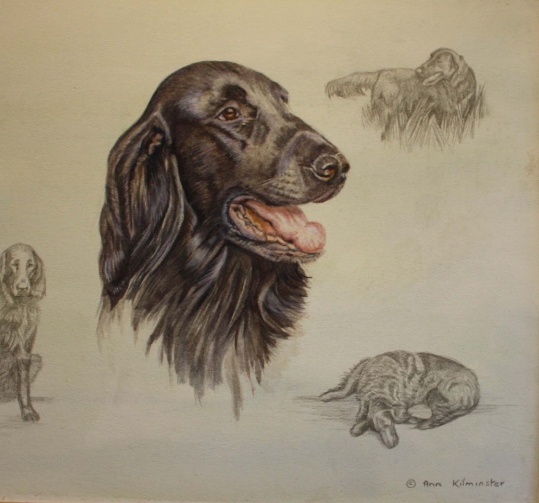 Ann Kilminster – Flatcoated Retriever composition in Watercolour and ...