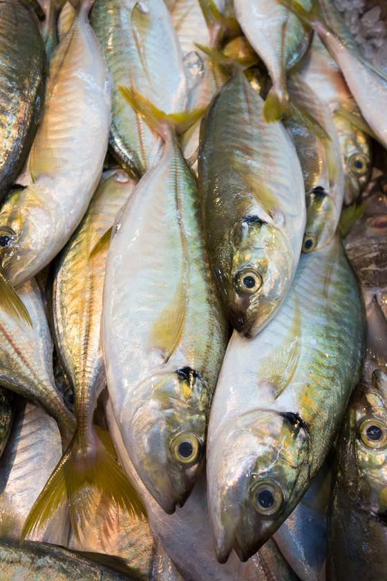 Brigitte Harper – Fresh Fish - SAA