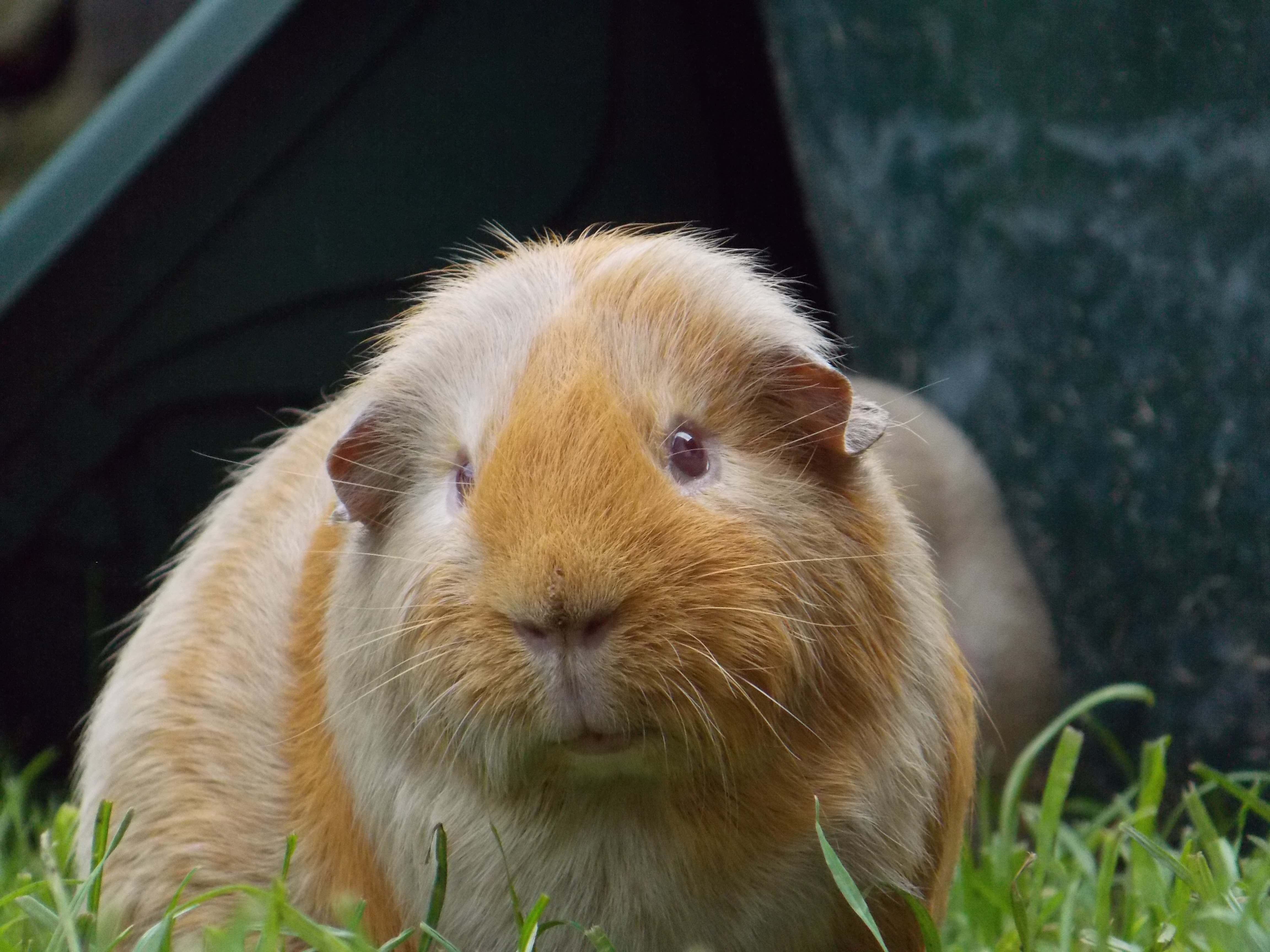 Guinea pig - SAA