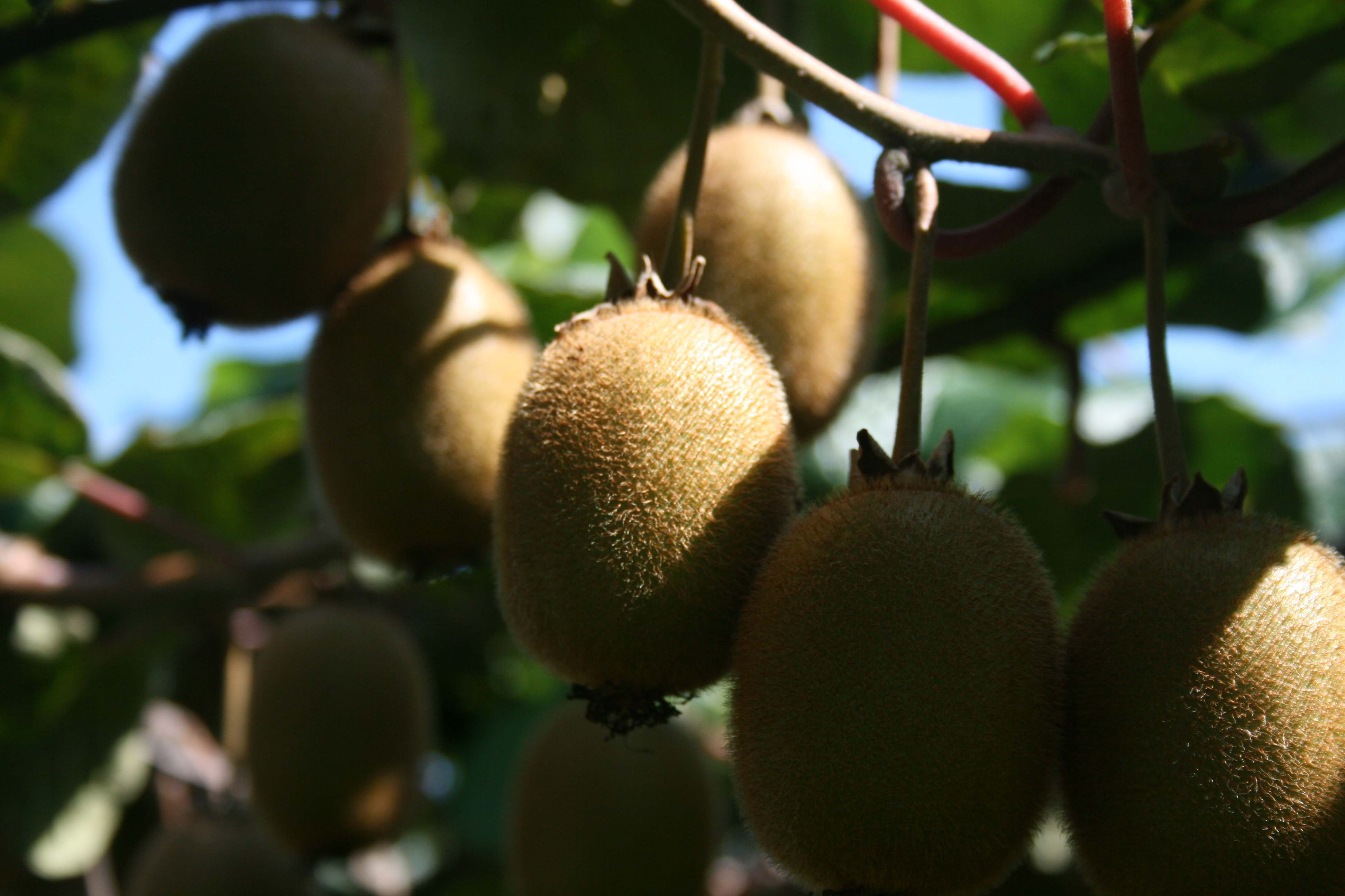 Kiwi fruit growing in their homeland - SAA