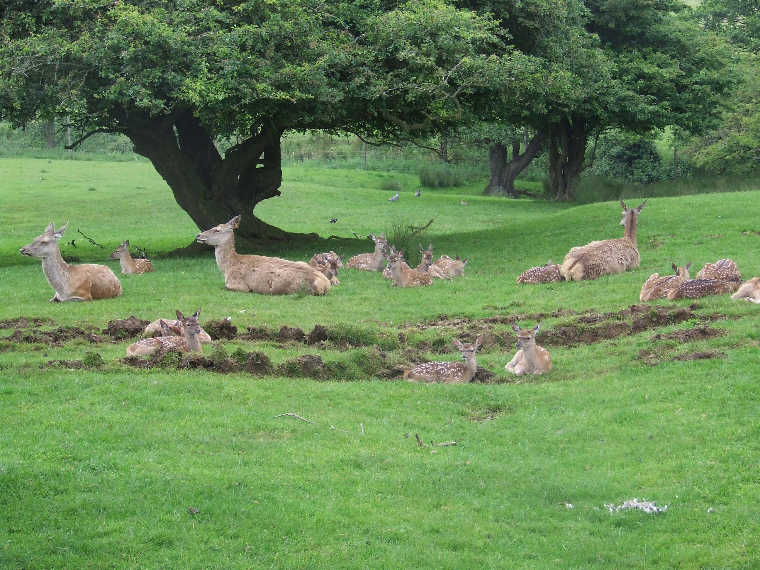 Lazy Deer - SAA