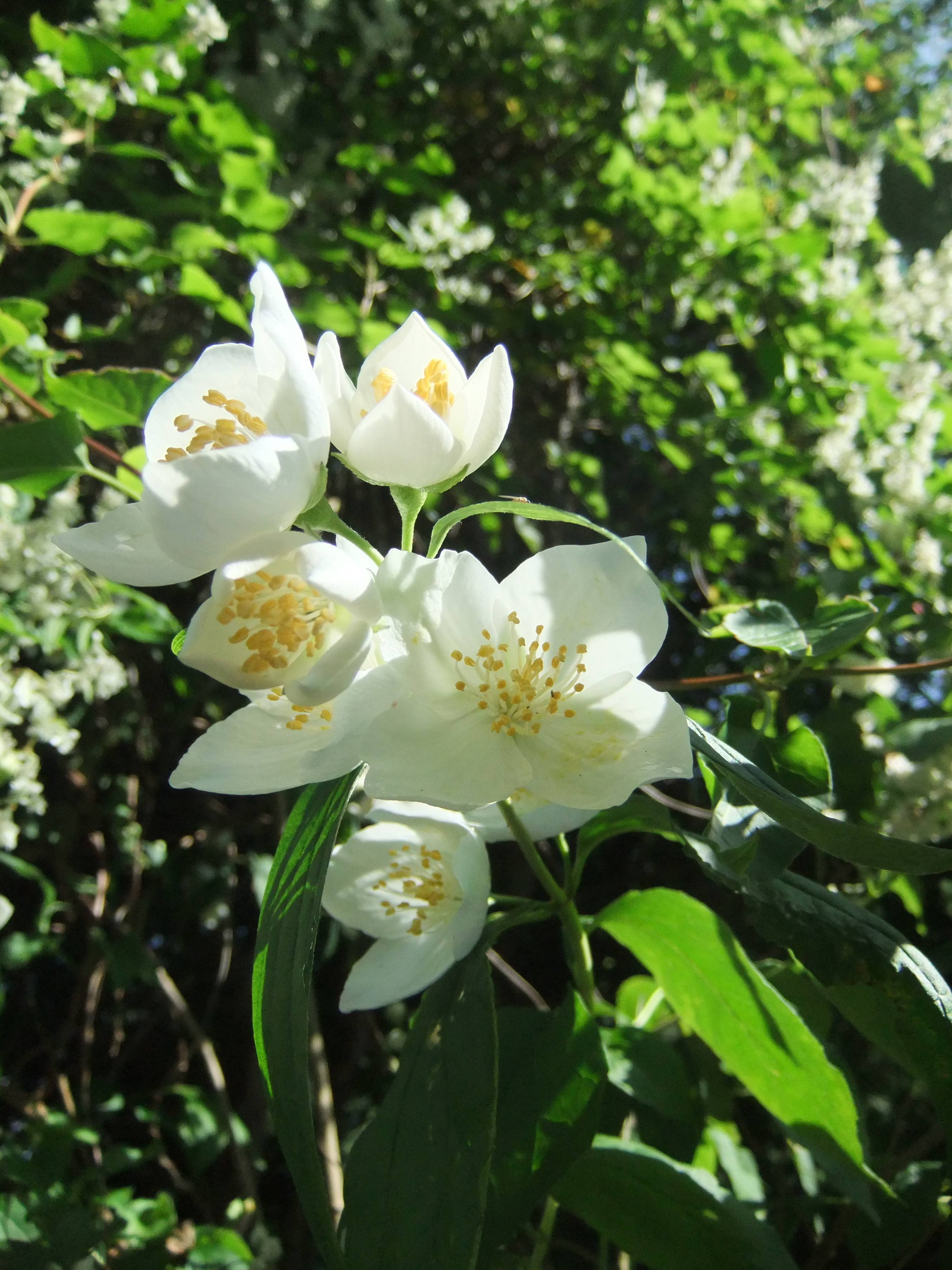 Angela Thacker – Lovley light - SAA