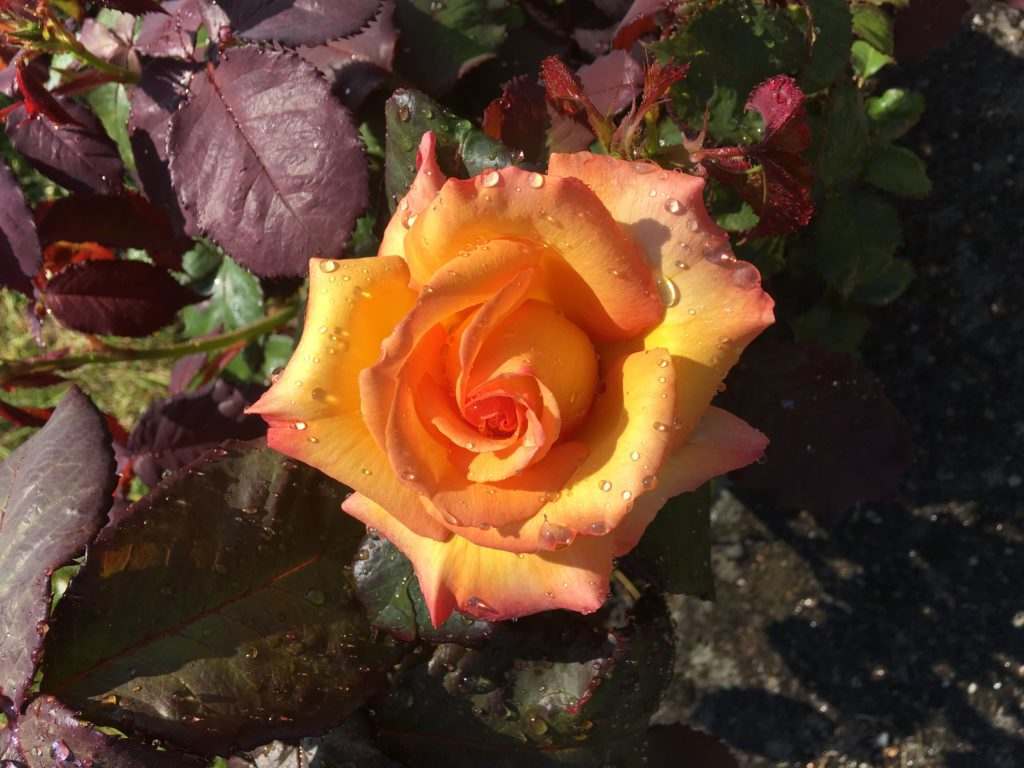 Brenda Dodd – My Freddy mercury rose beautiful - SAA