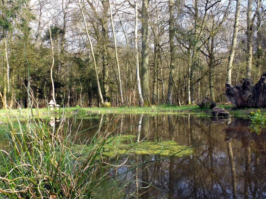Karen Langthorne – natural pond - SAA