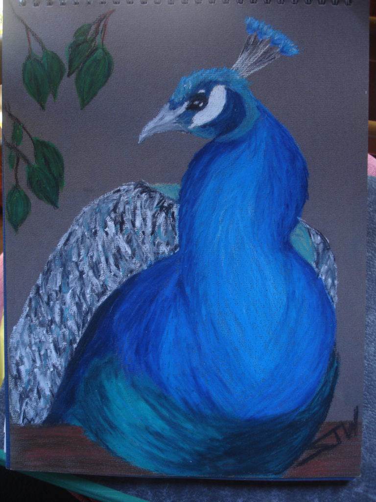 Sarah Jayne Wilkinson – Peacock in Oil Pastels - SAA
