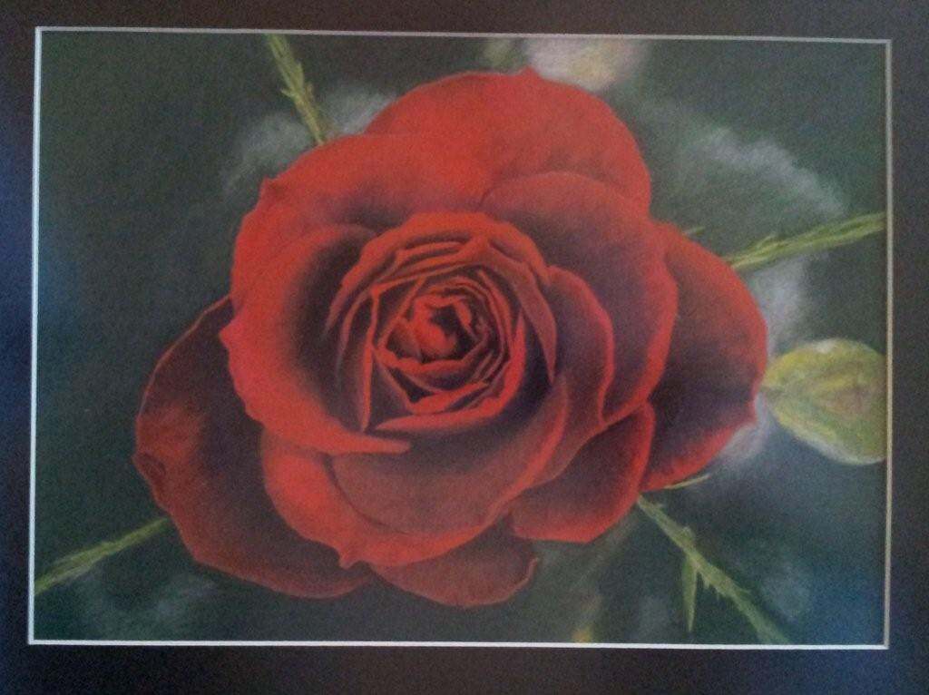 Rainham Art Club – Red Rose - SAA
