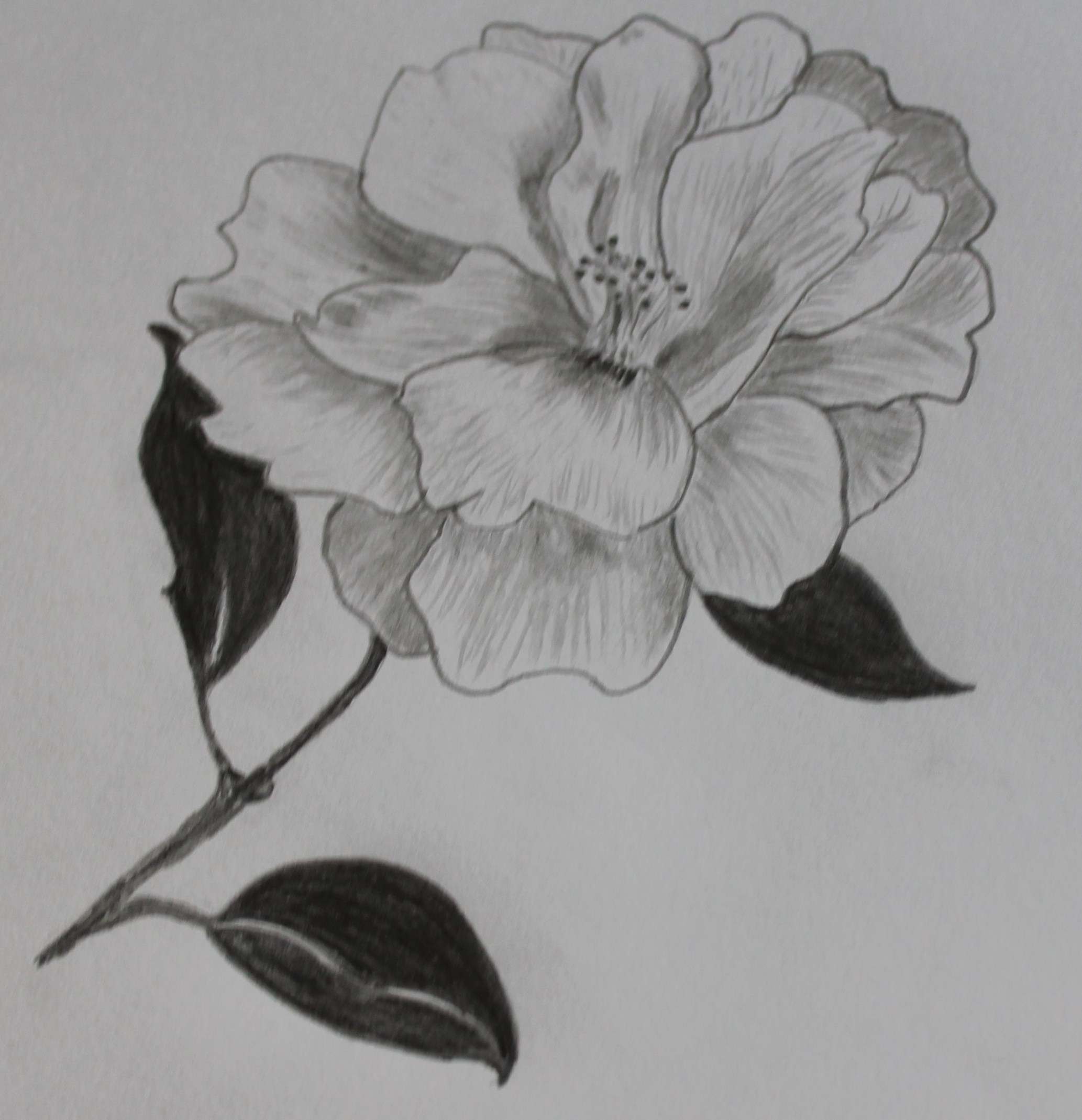 Single flower - SAA