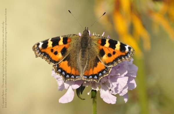 Small Tortoiseshell Butterfly Ref Photo - SAA