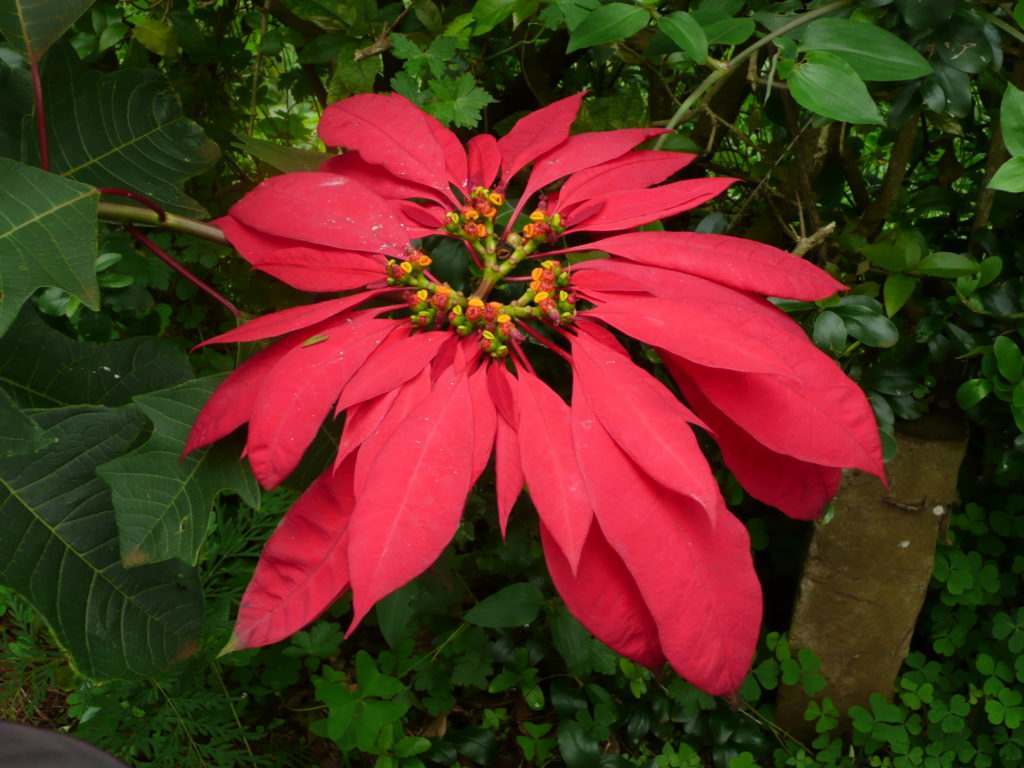 Linda Gibbs – Tanzania flower - SAA