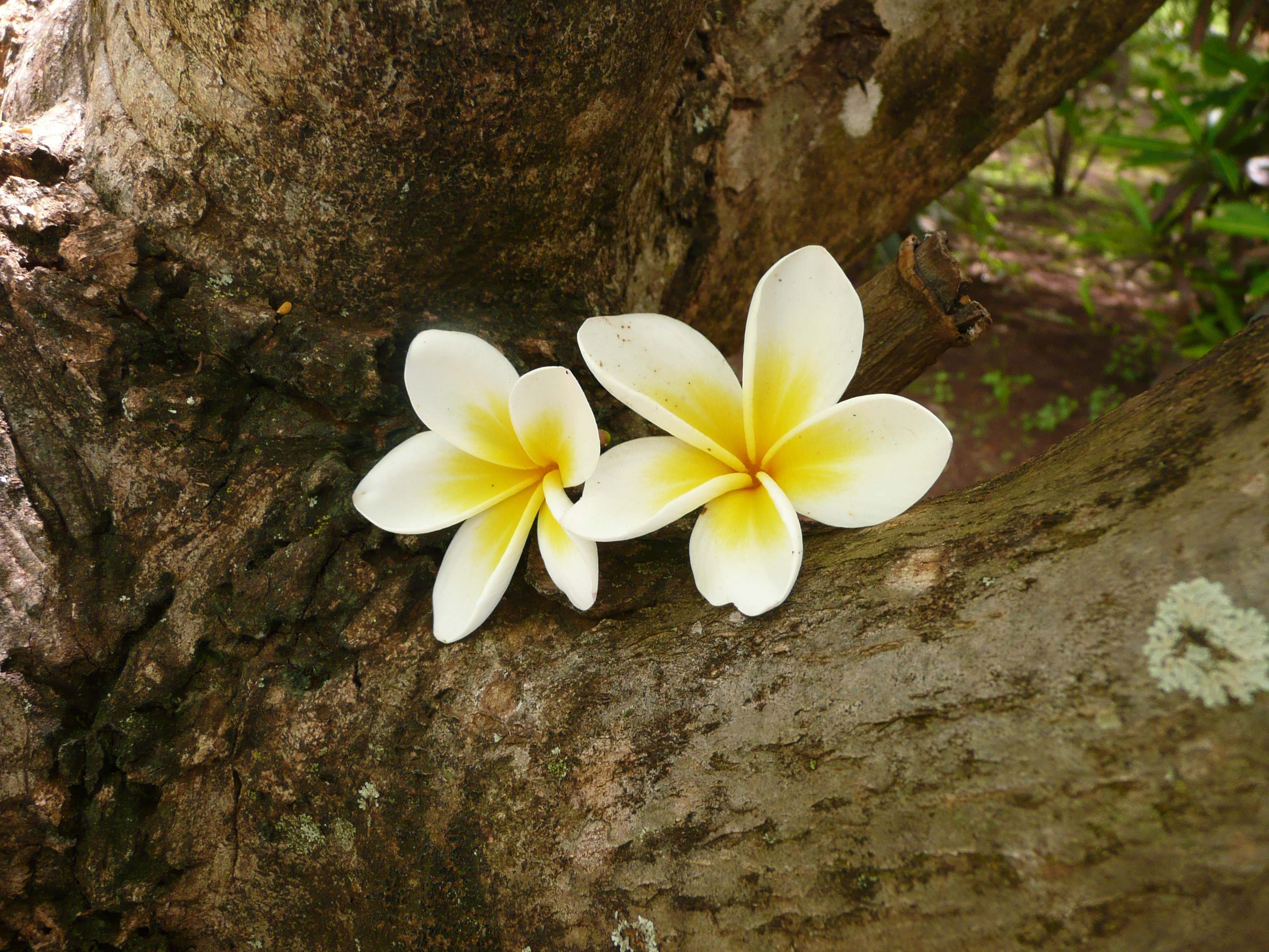 Linda Gibbs – Tanzanian flower - SAA