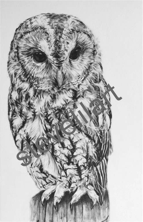 Stephen Lilly – Tawny Owl - SAA