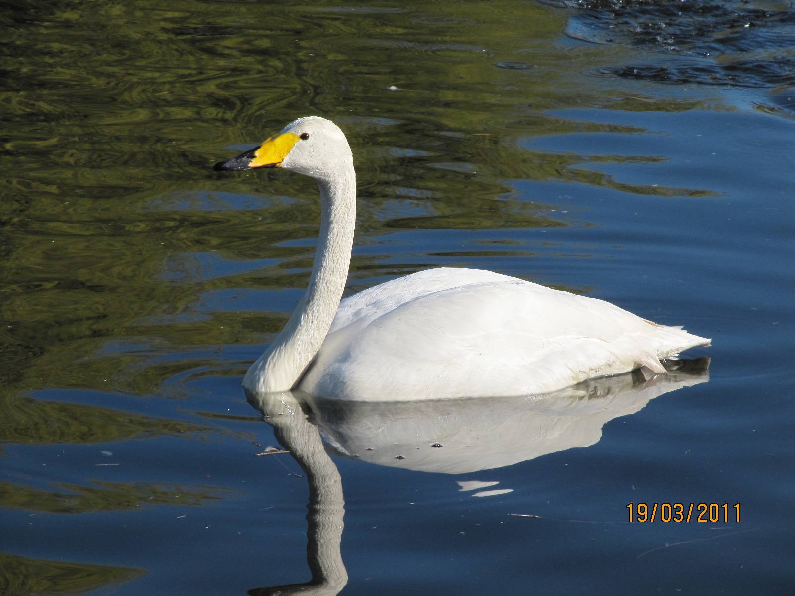 The Meaning Of Whooper Swans at Steven Brothers blog