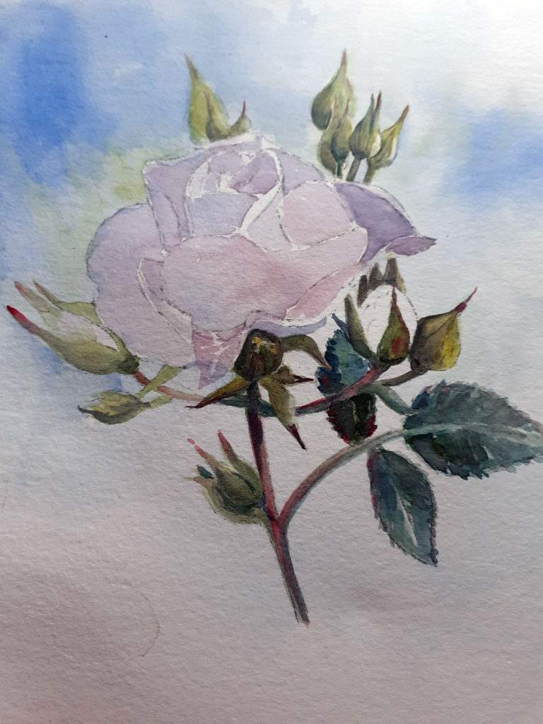 Tips on How To Paint A Rose Using Watercolours - SAA