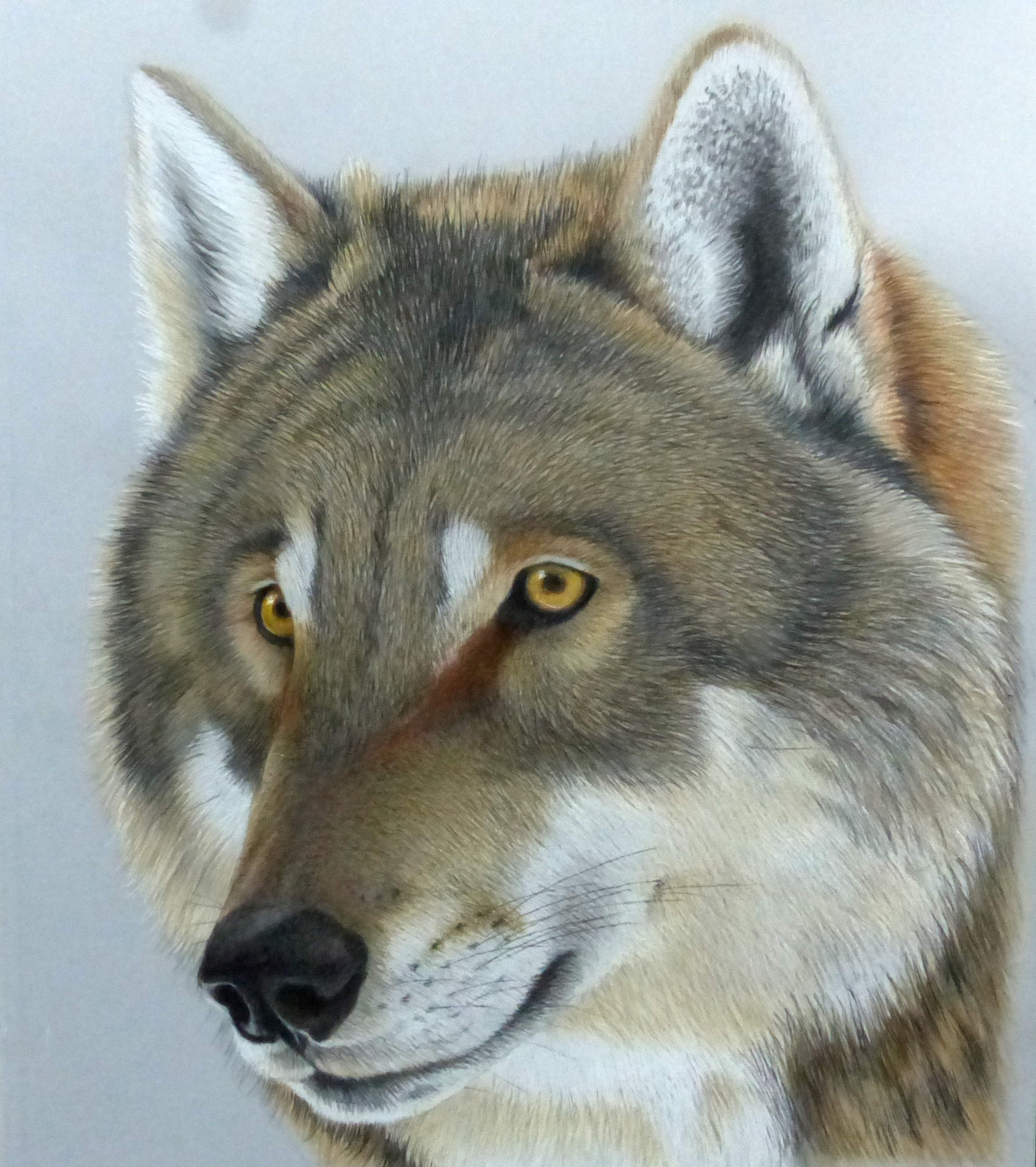 Andrew Forkner – Drawing Retreat: Drawing animals and birds in coloured ...