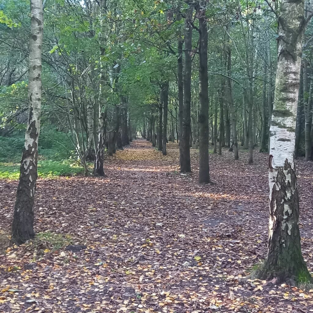 Rebecca Sanger-Davies – Woodland Walkway - SAA