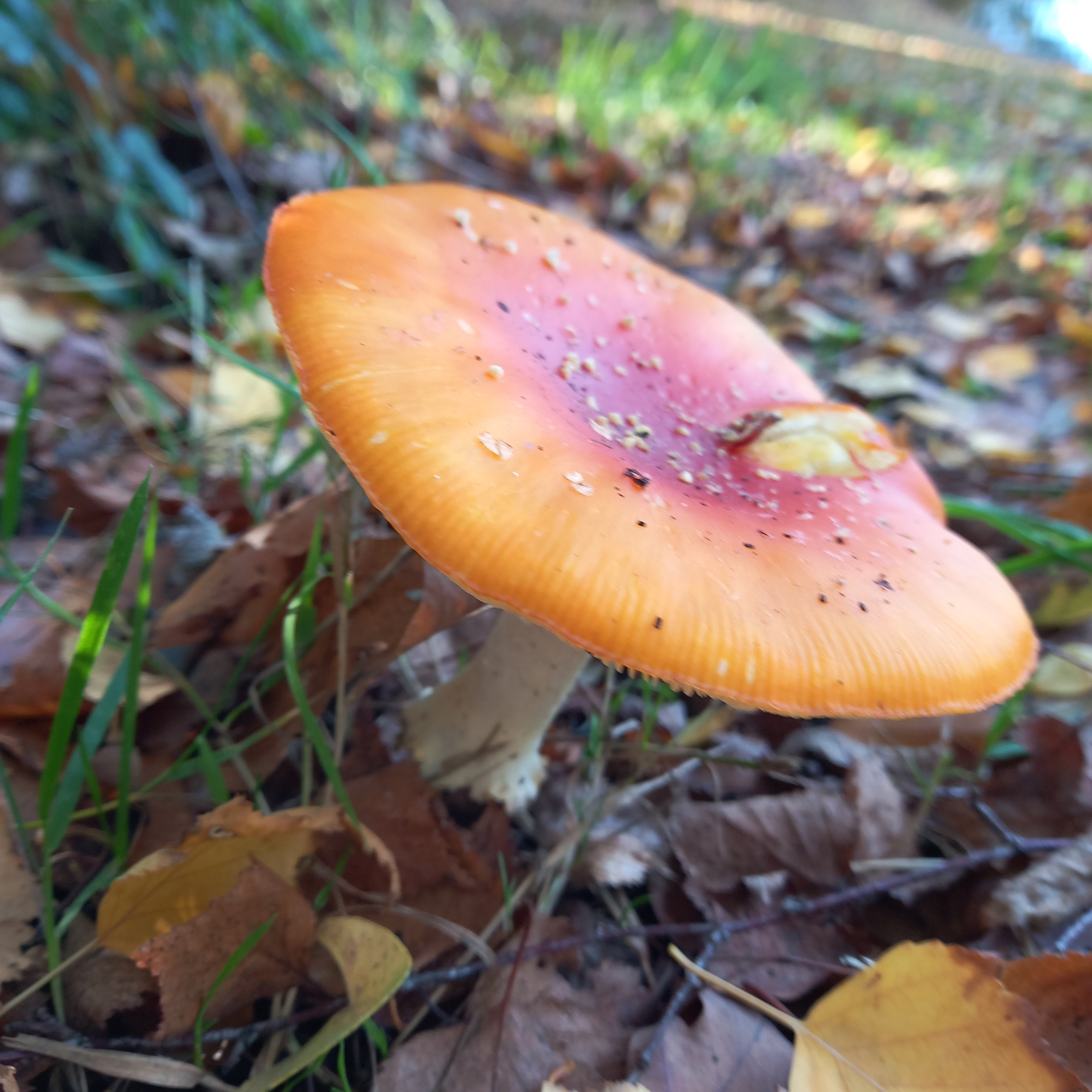 Rebecca Sanger-Davies – Caesars’ Mushroom - SAA