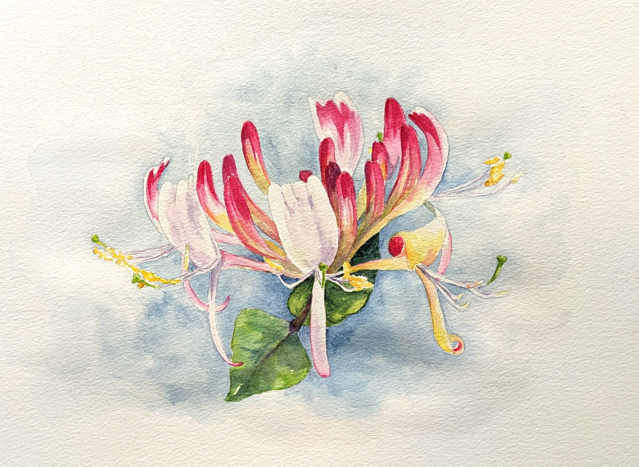 Colours of June: Honeysuckle in Winsor & Newton Cotman Watercolour - SAA