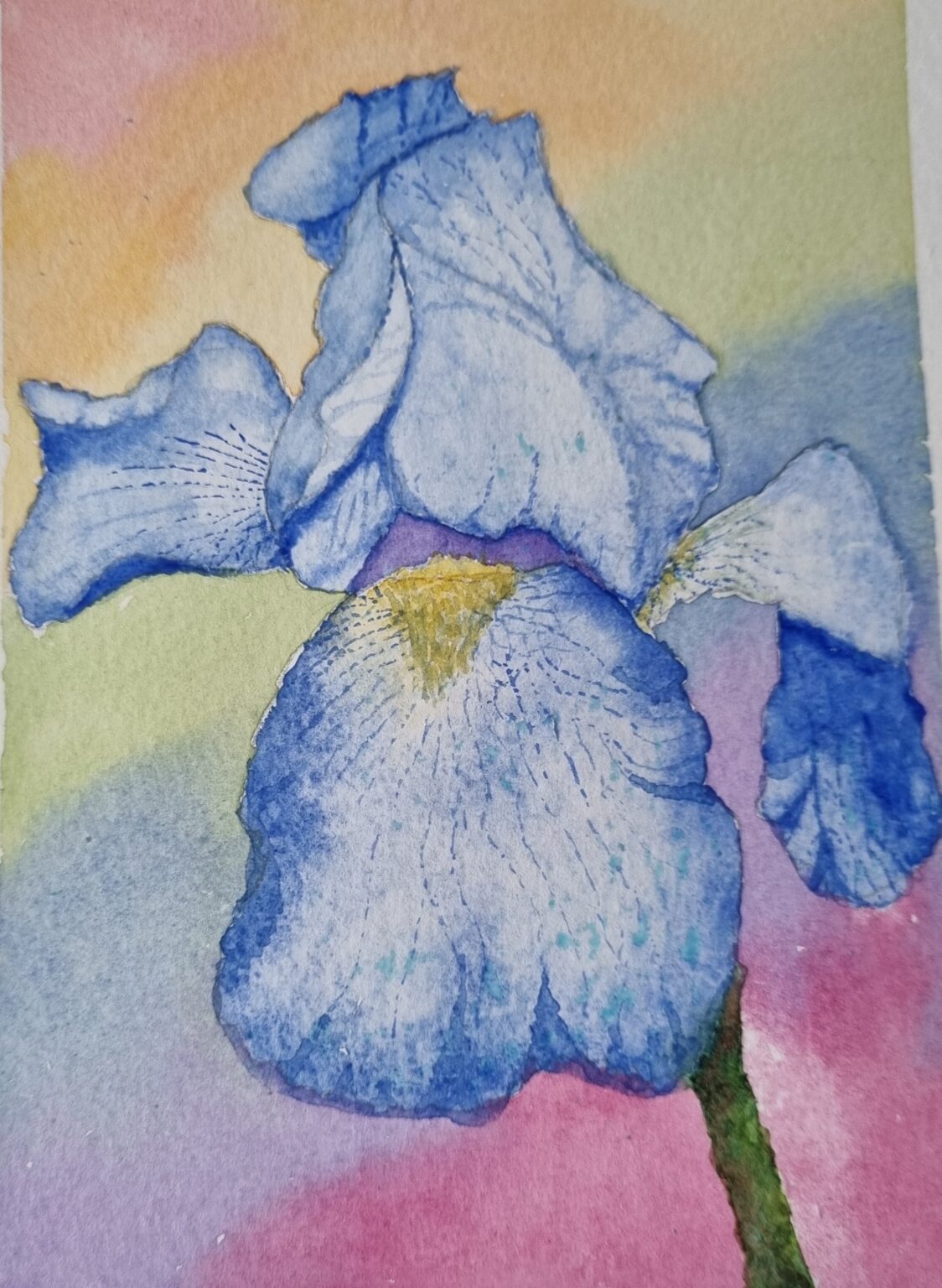 Karen Naylor – Iris Robin - SAA